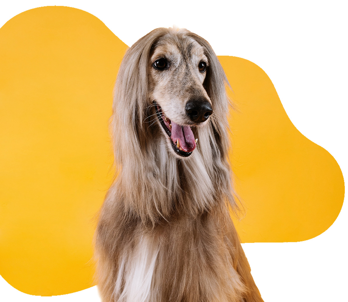  1 Spot For Dog Grooming In Seattle Seattle Canine Club